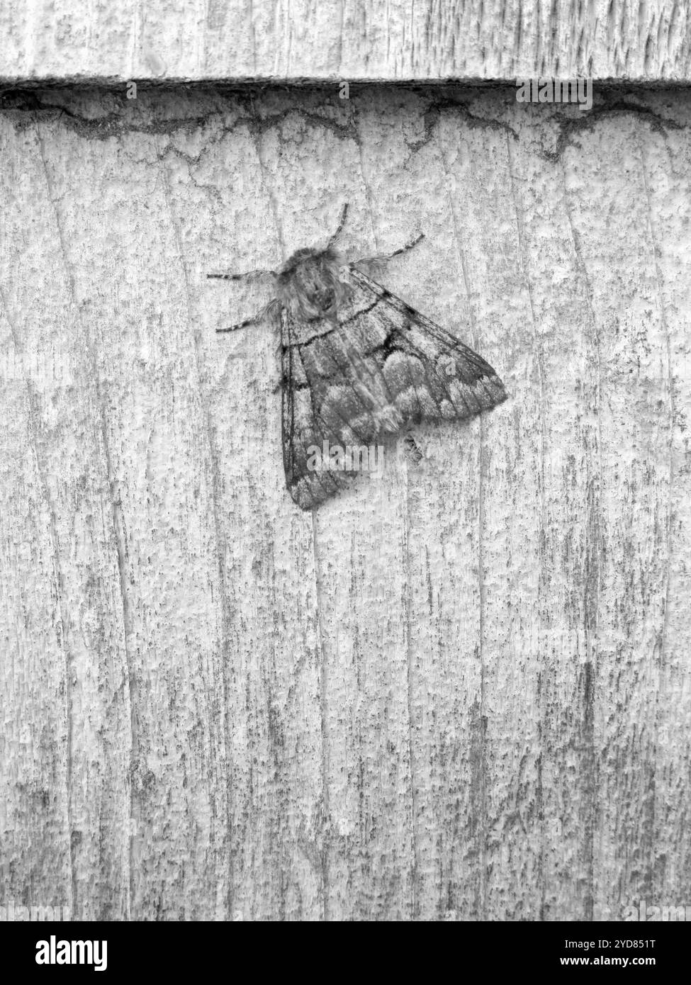 White cedar moth Black and White Stock Photos & Images - Alamy