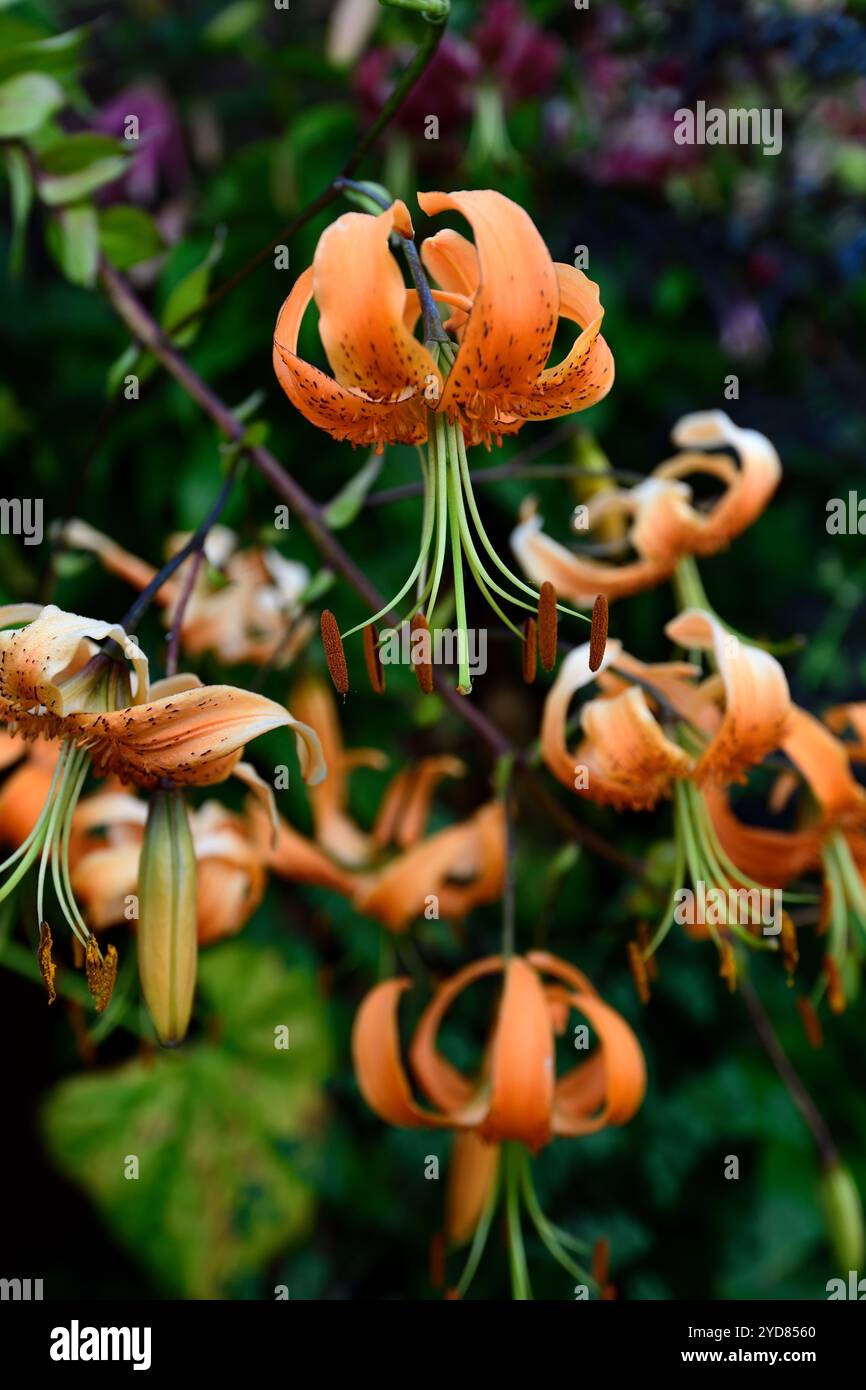 lilium henryi,lily,lilies,orange,flowers,speckled,markings,plant ...