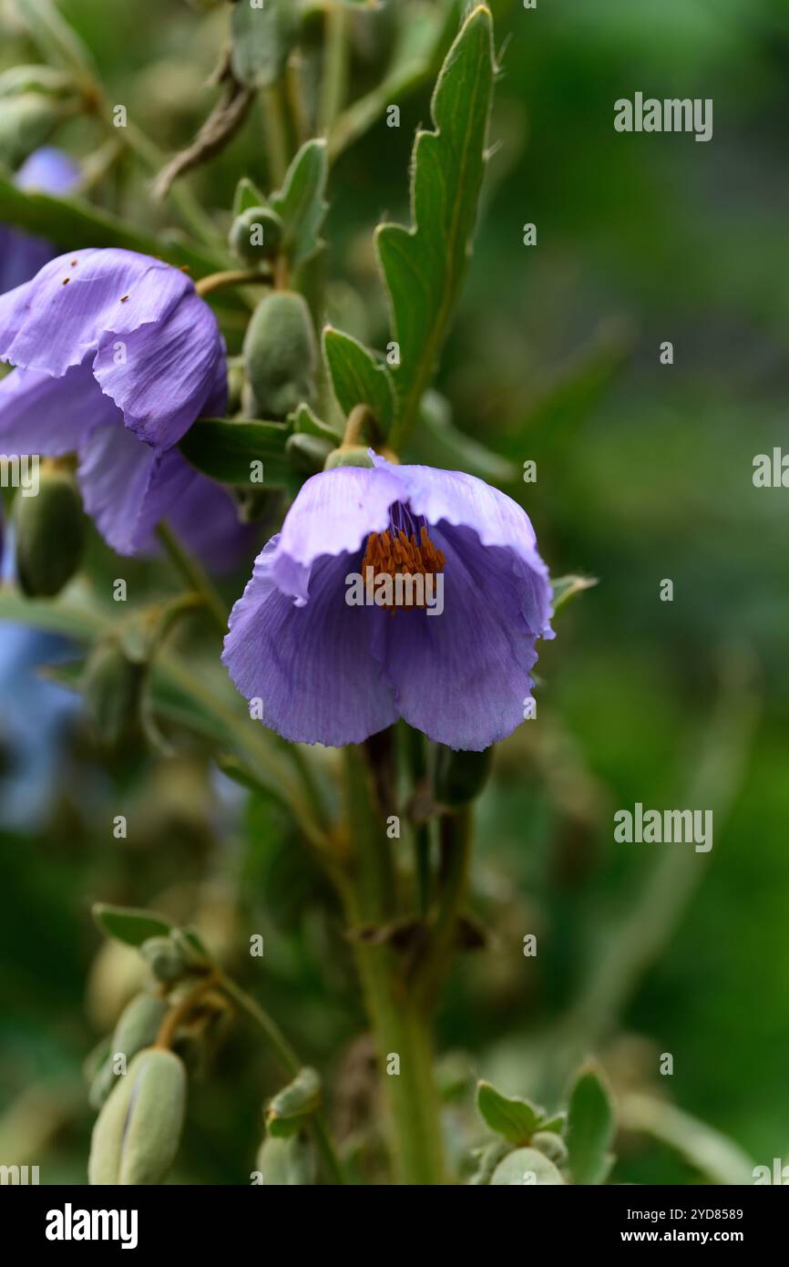 Meconopsis wallichii hi-res stock photography and images - Alamy