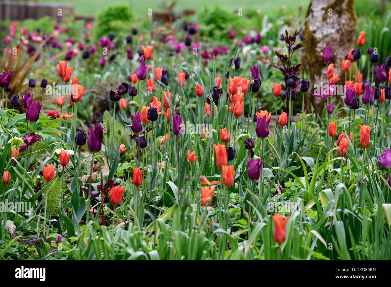 tulipa ballerina,tulipa queen of the night,orange and dark purple ...