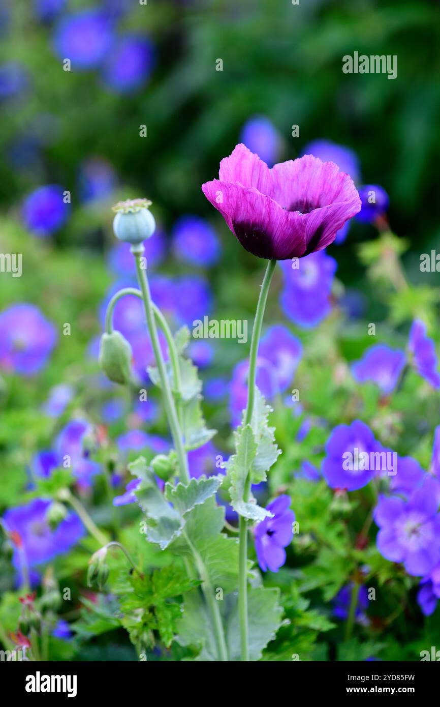 papaver,purple poppy,purple poppies,papavers,garden,RM Floral Stock ...