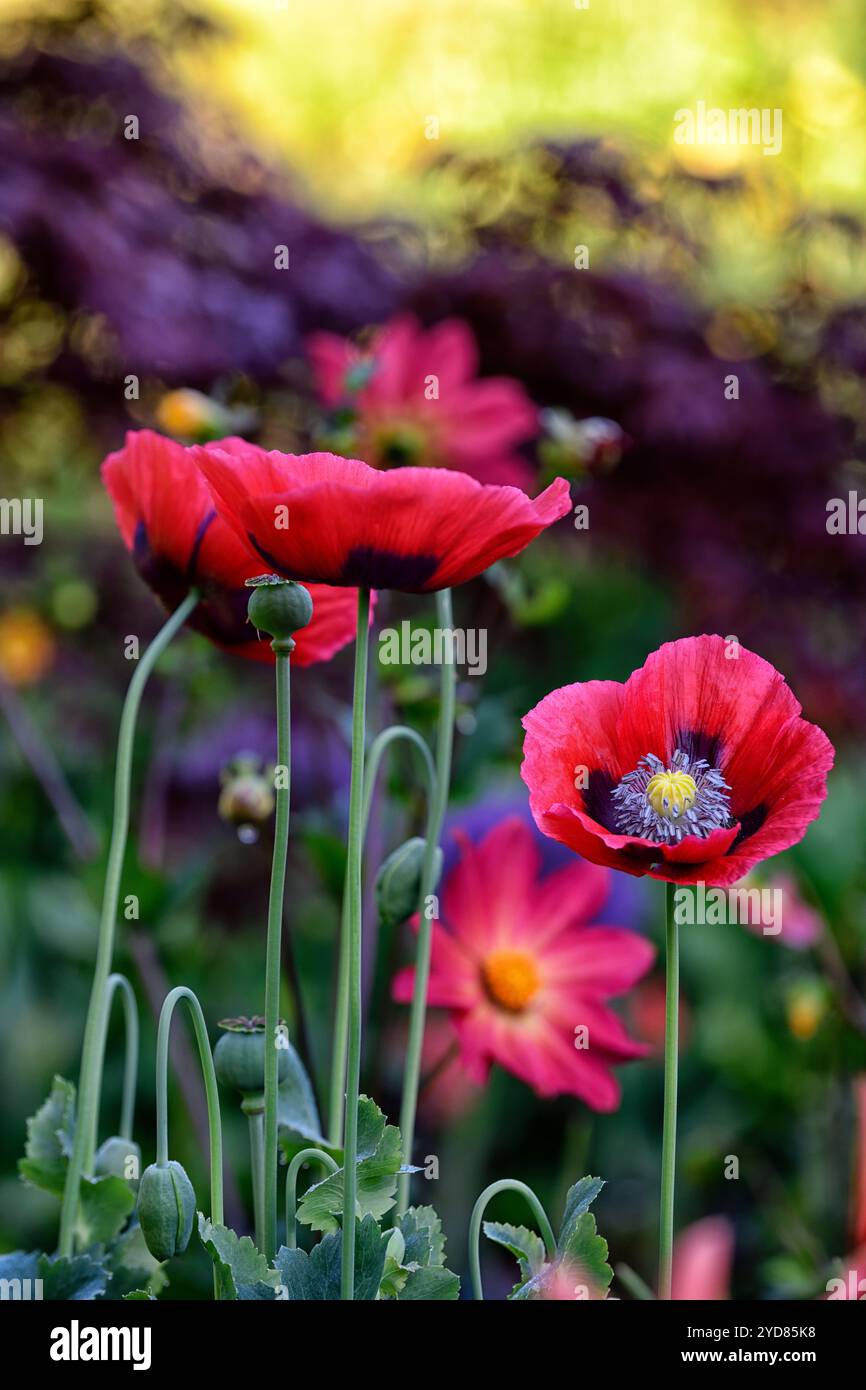 Papaver commutatum Ladybird,oriental poppy,red black spotted flowers ...