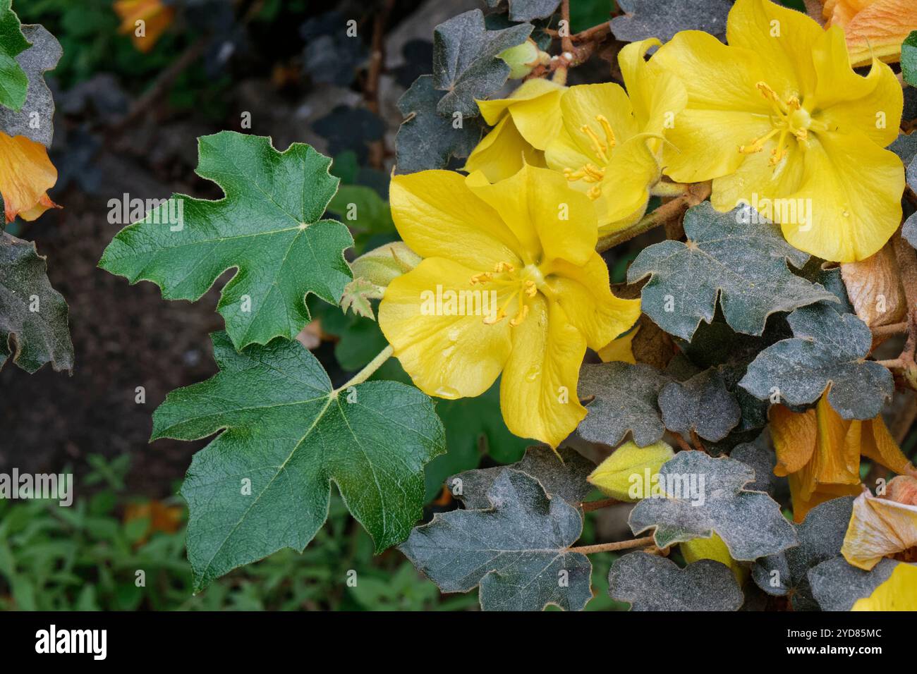 California flannel bush (Fremontodendron californicum), a montane ...