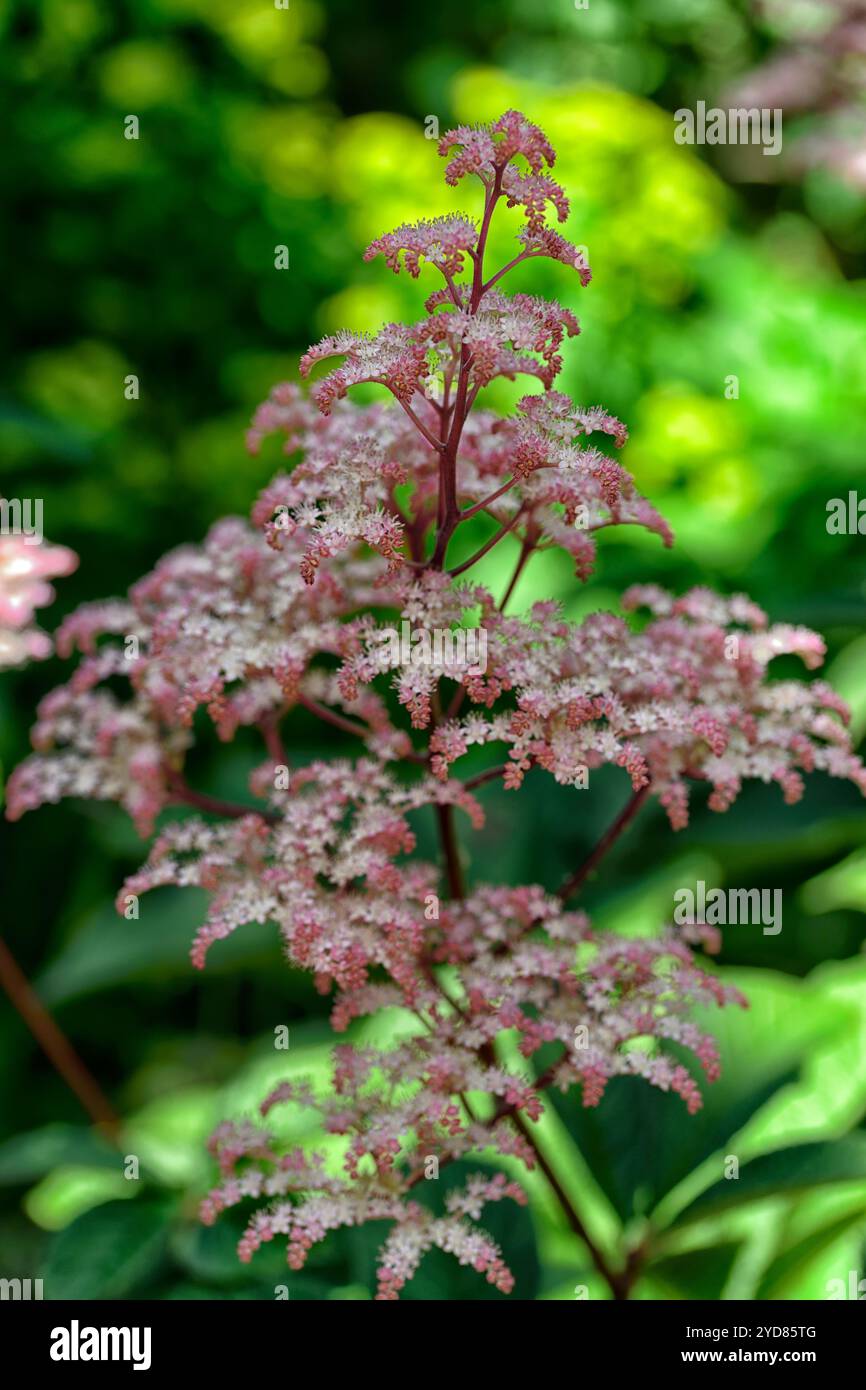 Rodgersia pinnata,pink white flower spike,spikes,spires,flowers ...