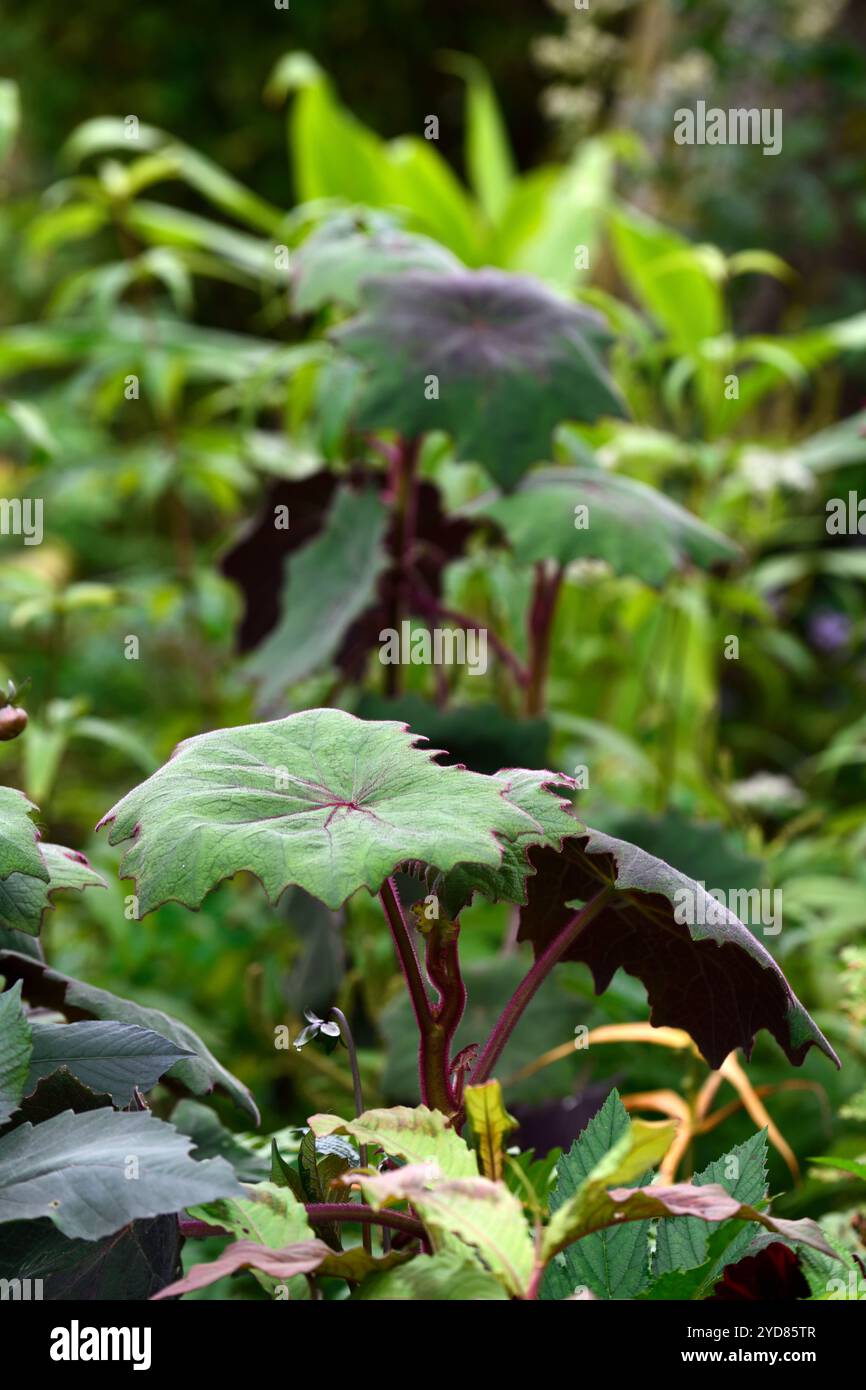 senecio cristobalensis,Roldana petasitis,Red Leaved Velvet Senecio ...