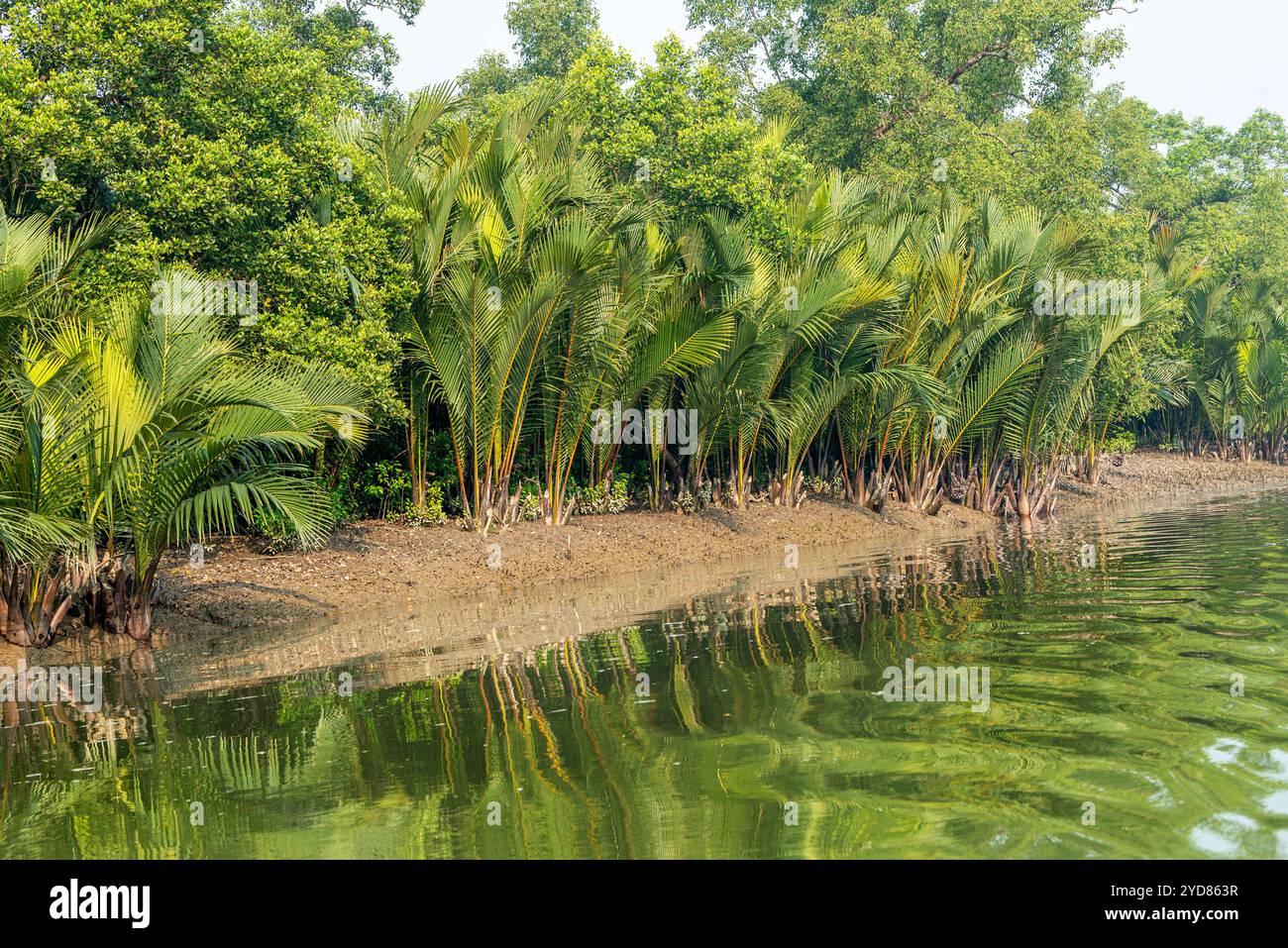 World largest mangrove forest Sundarbans, famous for the Royal Bengal ...
