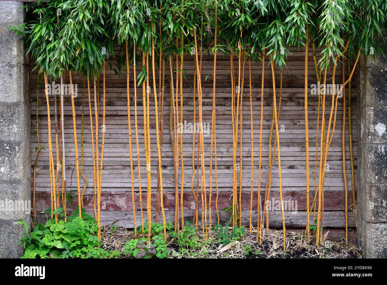 yellow bamboo screen,phyllostachys vivax aureocaulis,golden bamboo ...