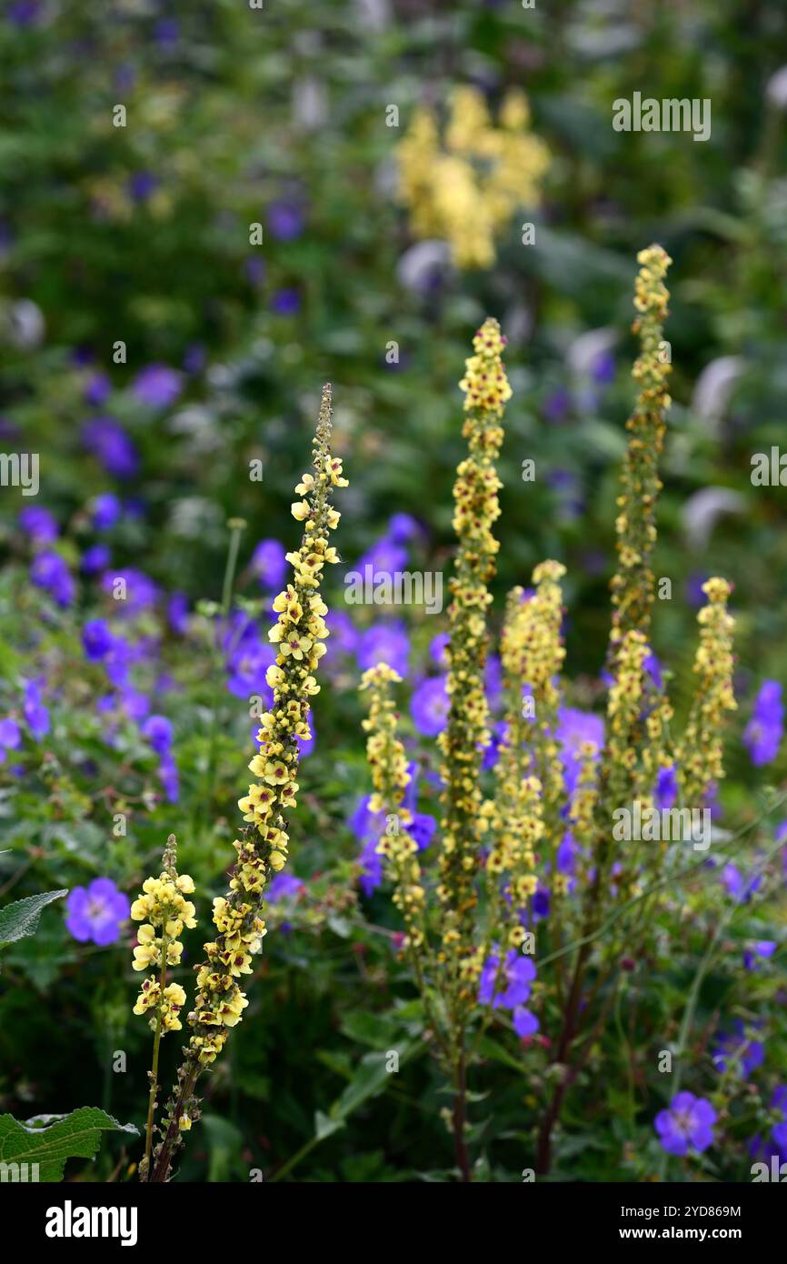 Verbascum chaixii sixteen candles,yellow flower spikes,spires,mullein ...