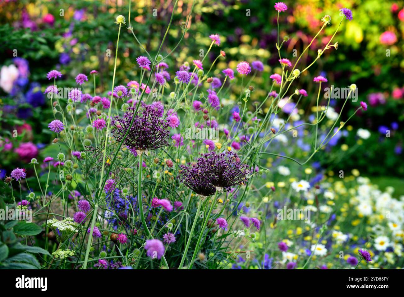 Allium purple sensation,Knautia macedonica, mixed planting scheme ...
