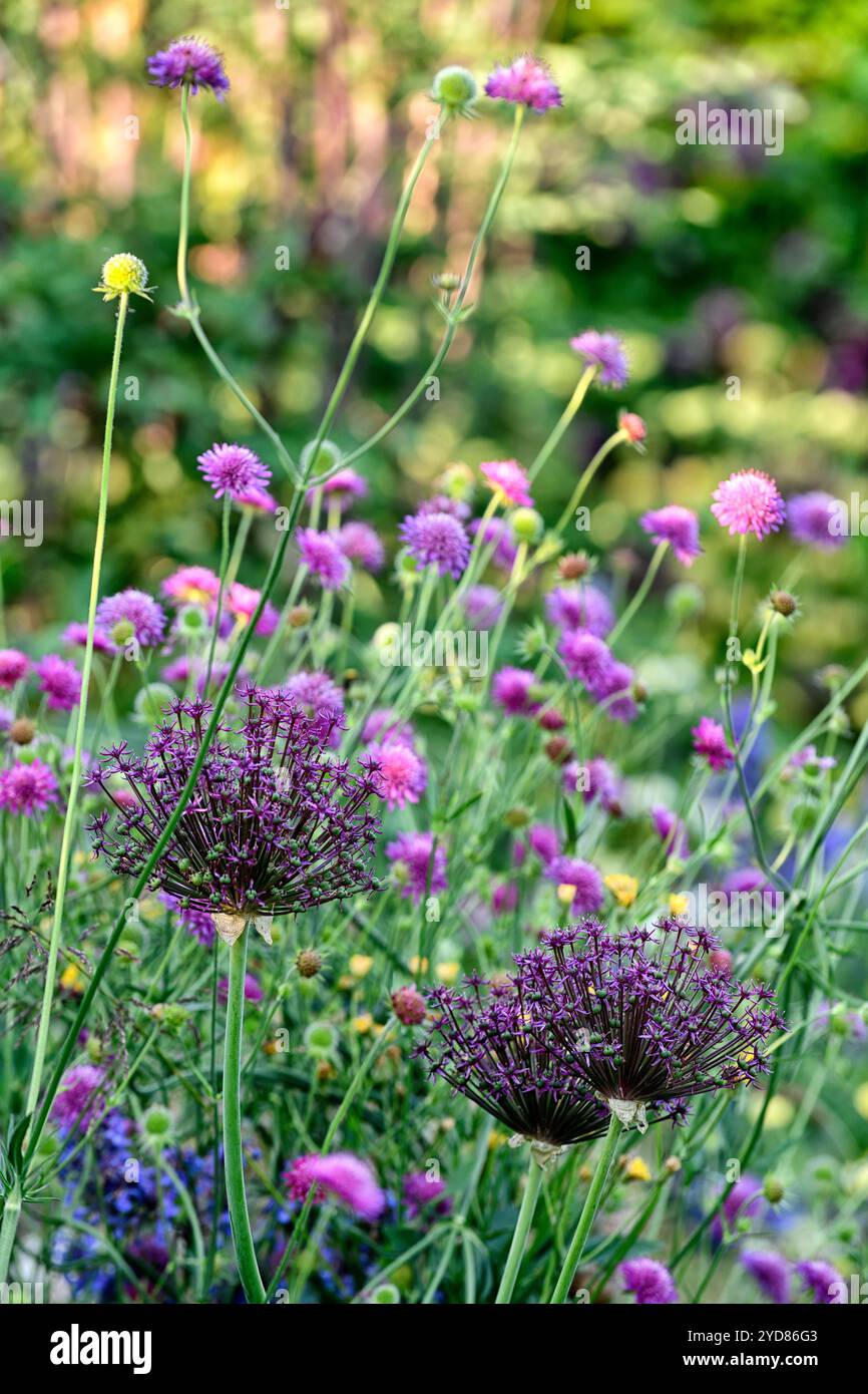 Allium purple sensation,Knautia macedonica, mixed planting scheme ...