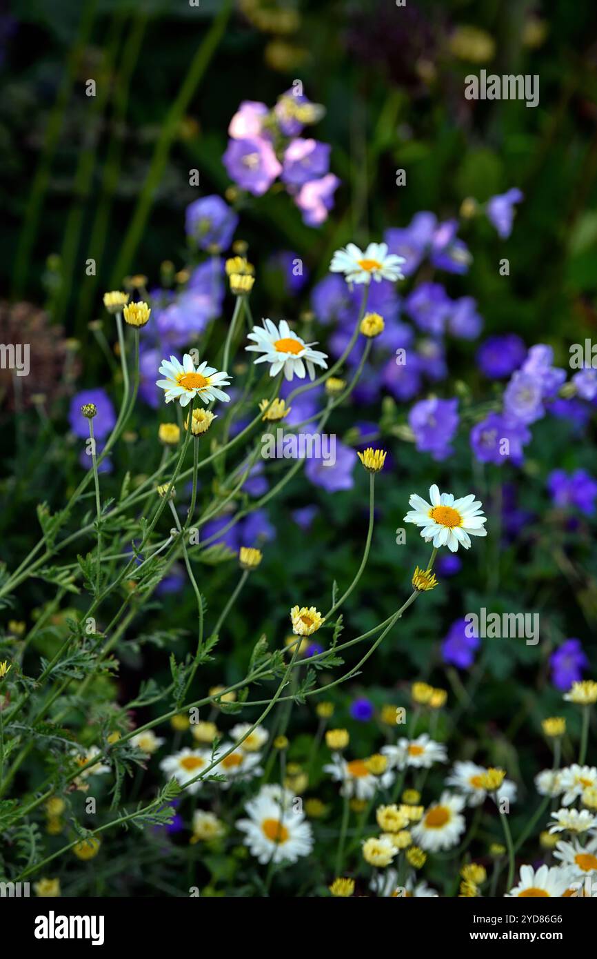 Argyranthemum frutescens,Paris daisy,marguerite,marguerite daisy,white ...
