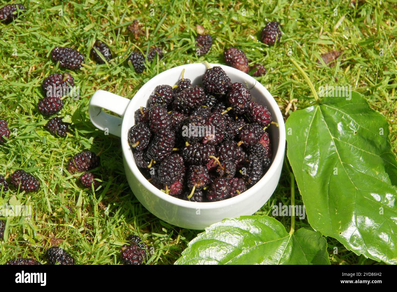 Morus nigra, black mulberry Stock Photo - Alamy