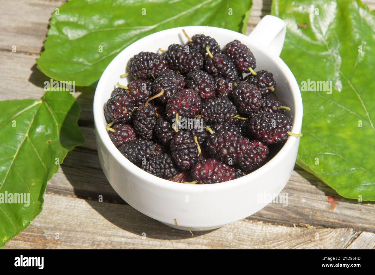 Morus nigra, black mulberry Stock Photo - Alamy