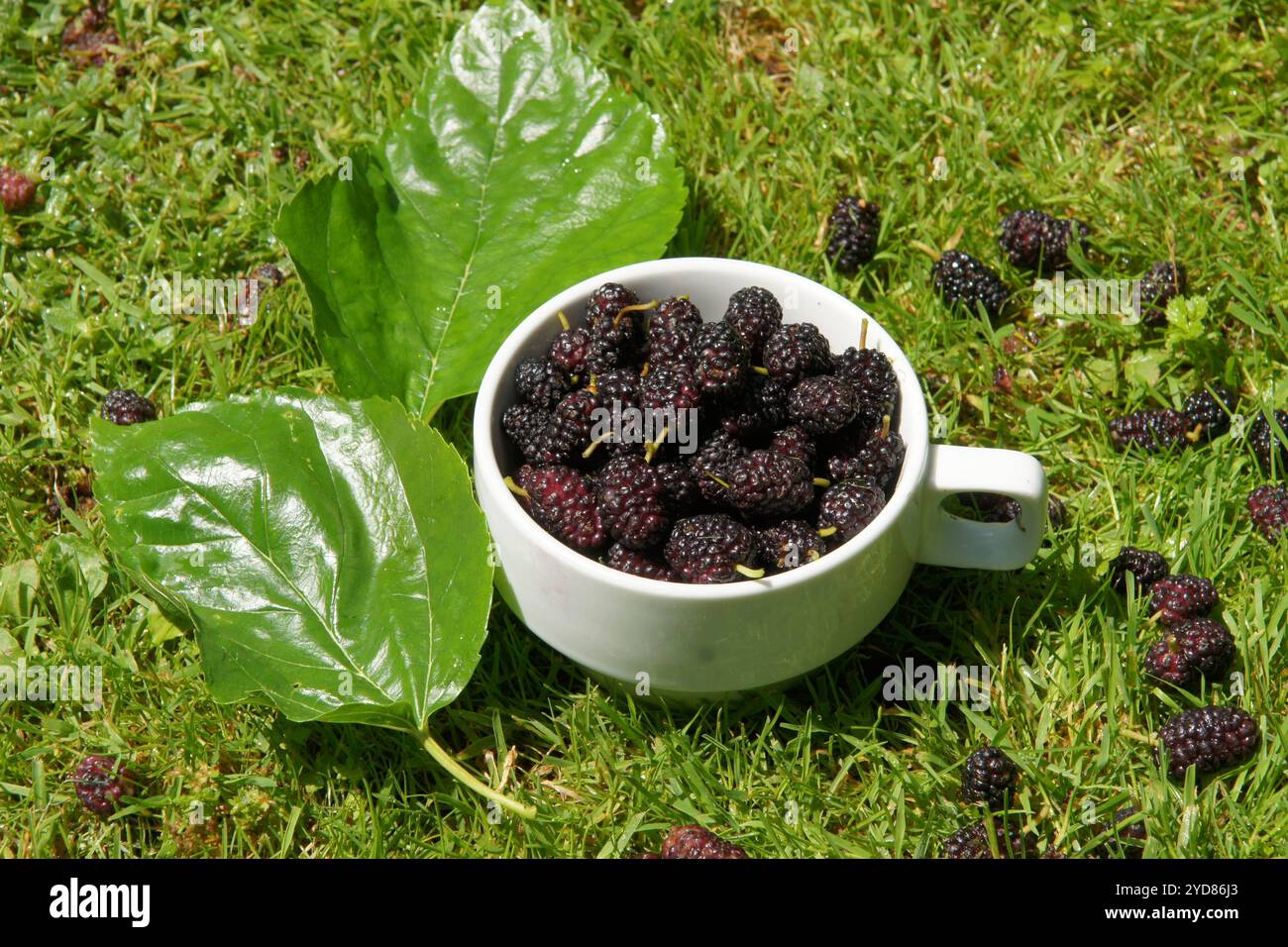 Morus nigra, black mulberry Stock Photo - Alamy