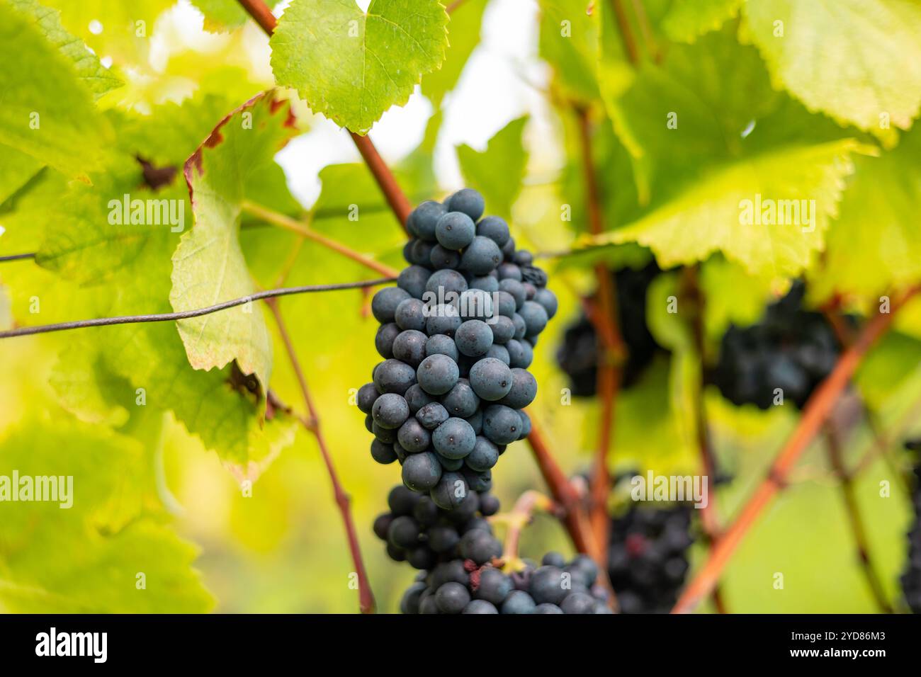 Vine branche hi-res stock photography and images - Alamy
