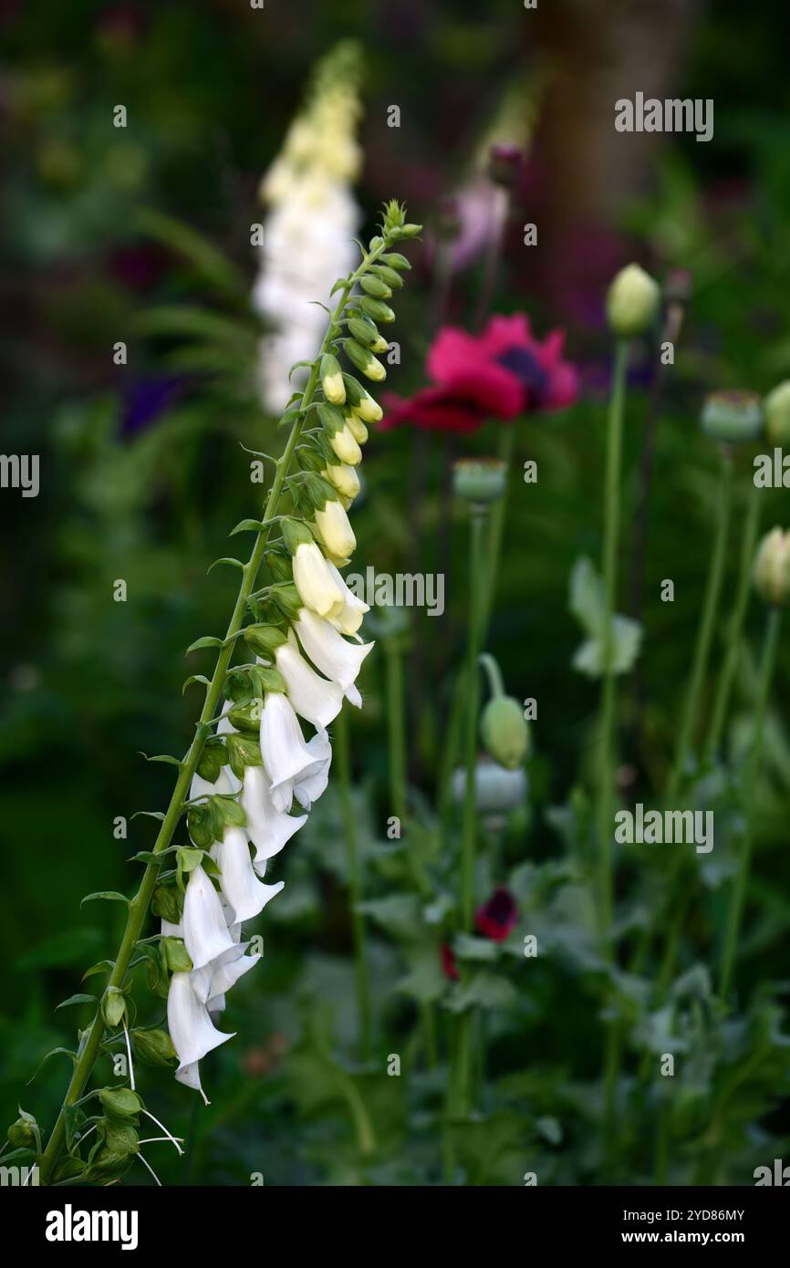 white foxglove,Digitalis alba,foxgloves,white, flower,flowers,flowering ...