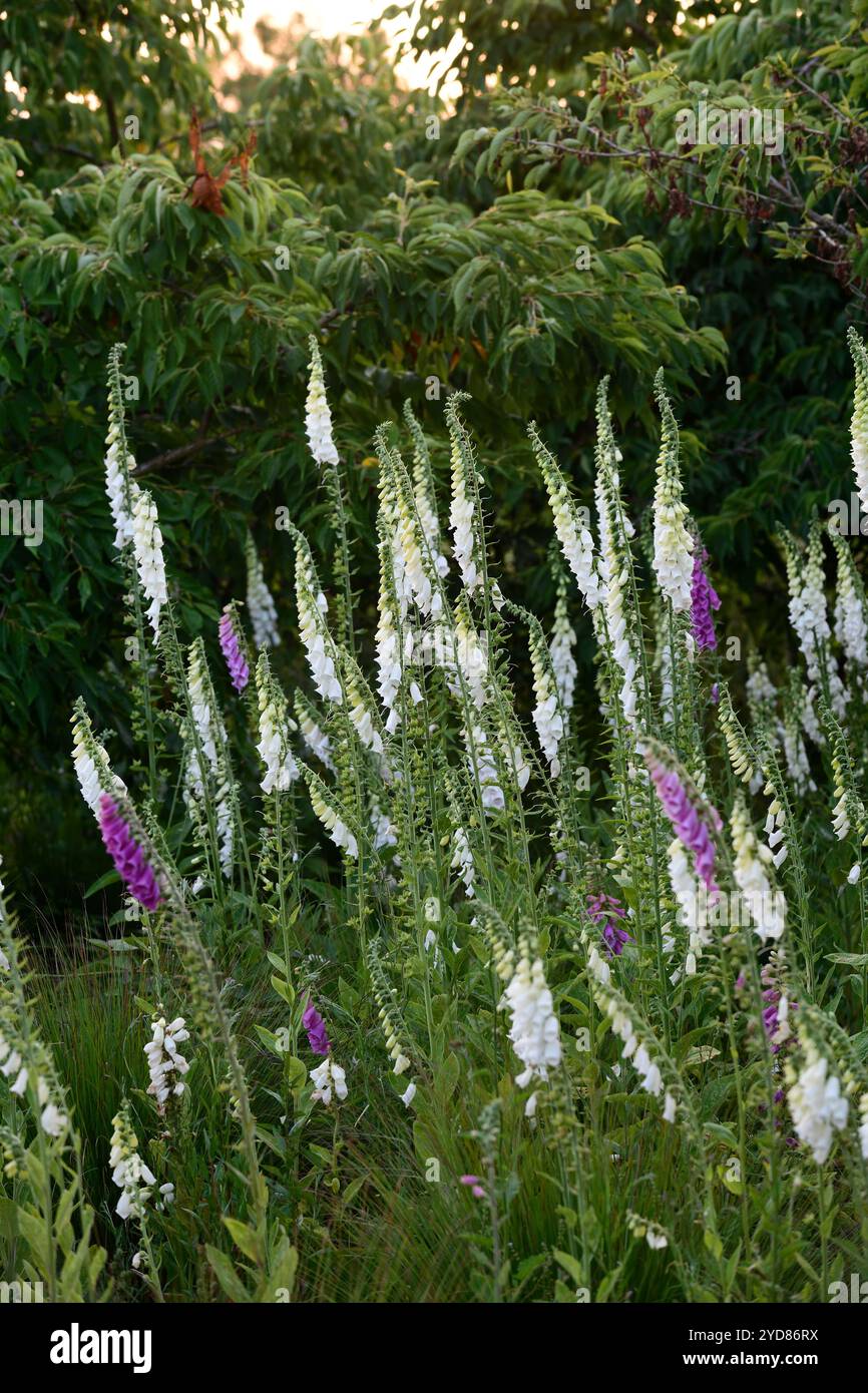white foxglove,Digitalis alba,foxgloves,white, flower,flowers,flowering ...