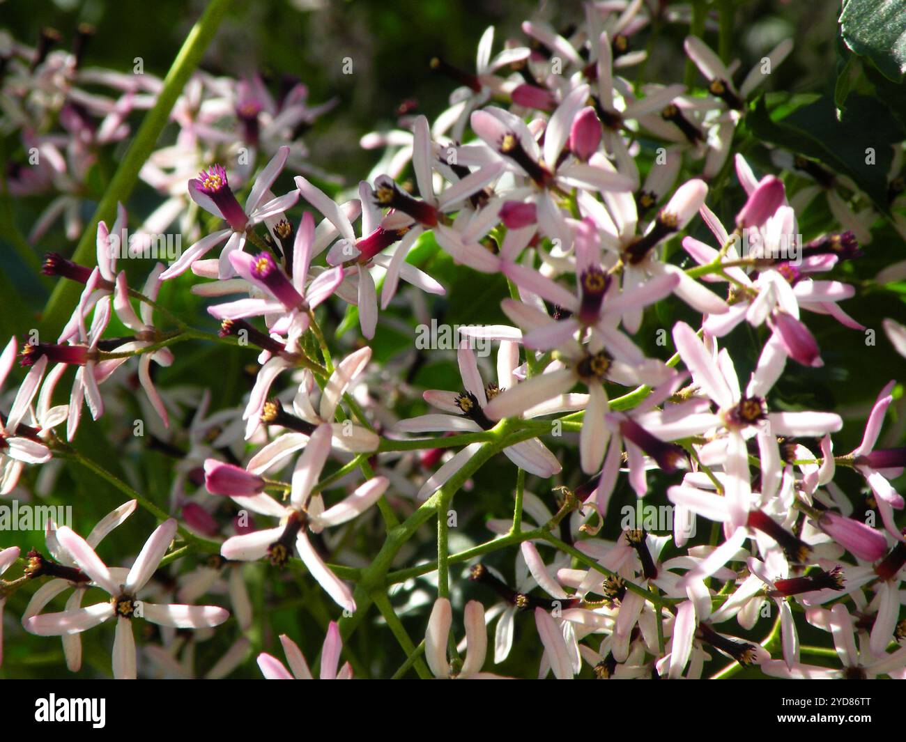 Cinnamon tree with flower hi-res stock photography and images - Alamy