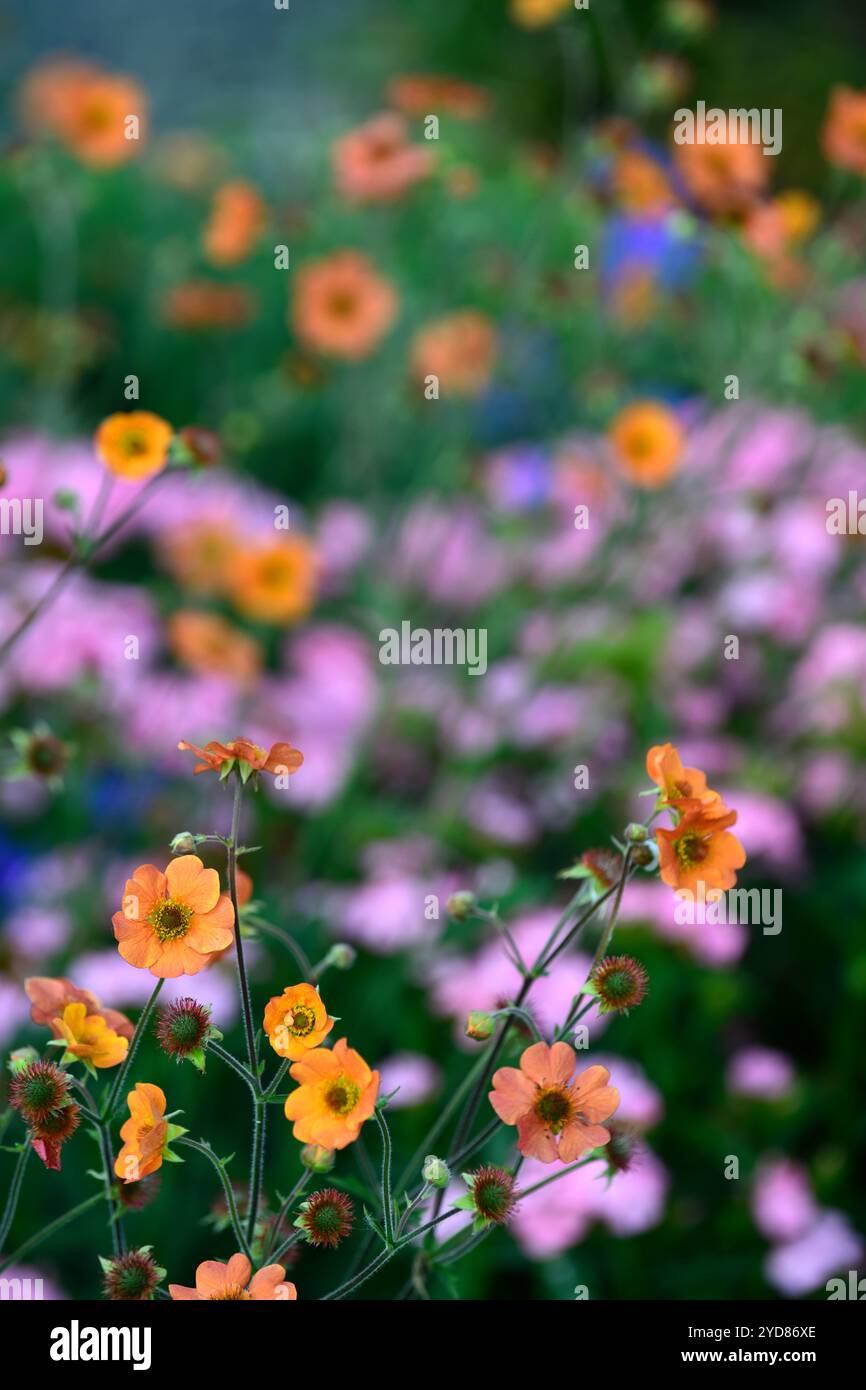 geum coccineum totally tangerine,orange,geums,geum,flower,flowers ...