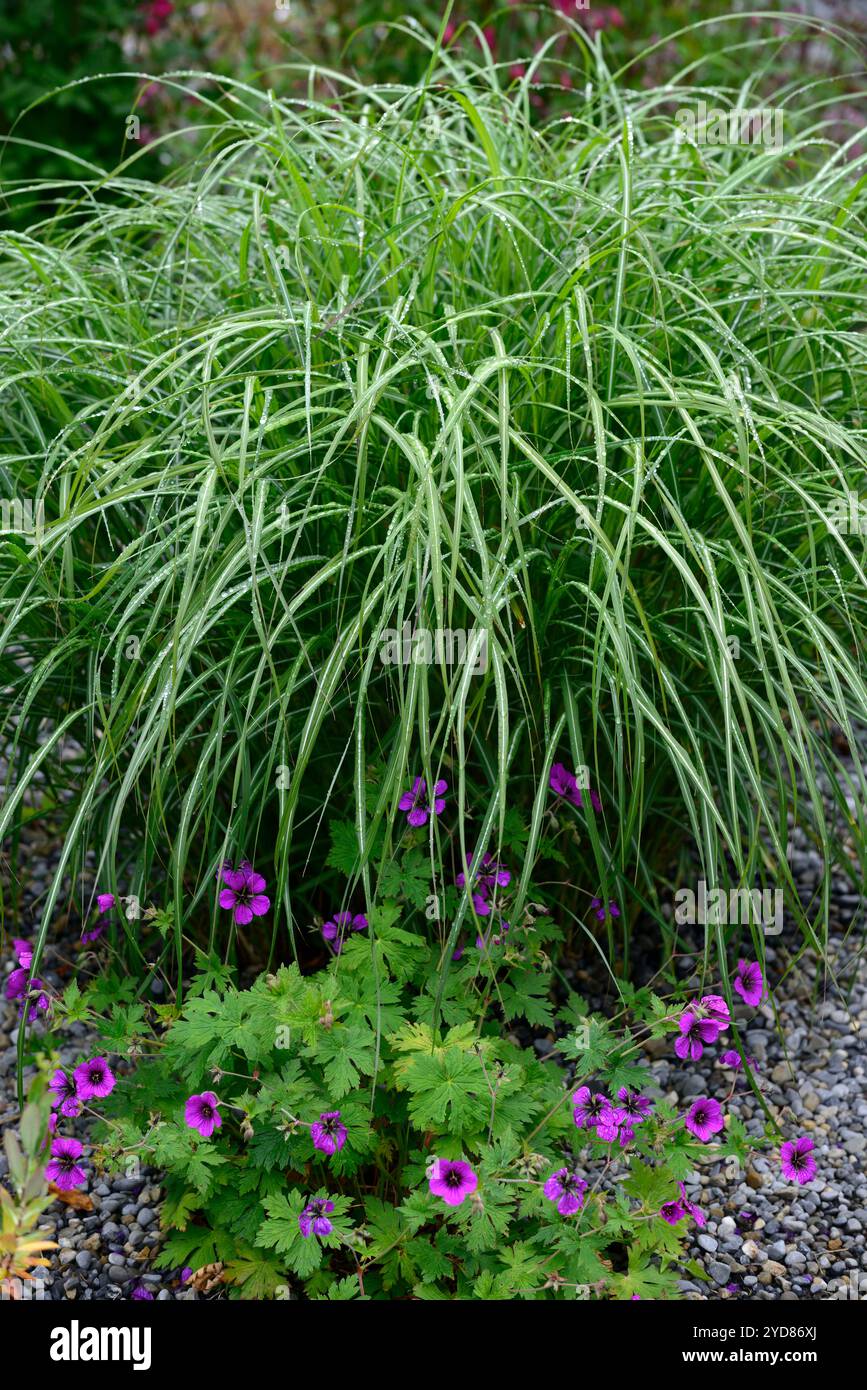geranium anne thomson,miscanthus kleine silberspinne,geranium and grass ...