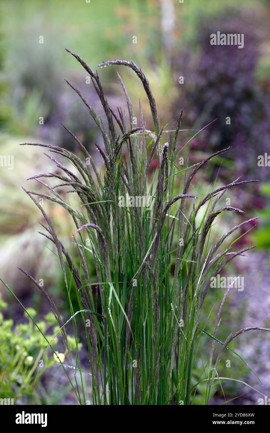 Miscanthus sinensis Morning Light,early summer,new growth,young growth ...