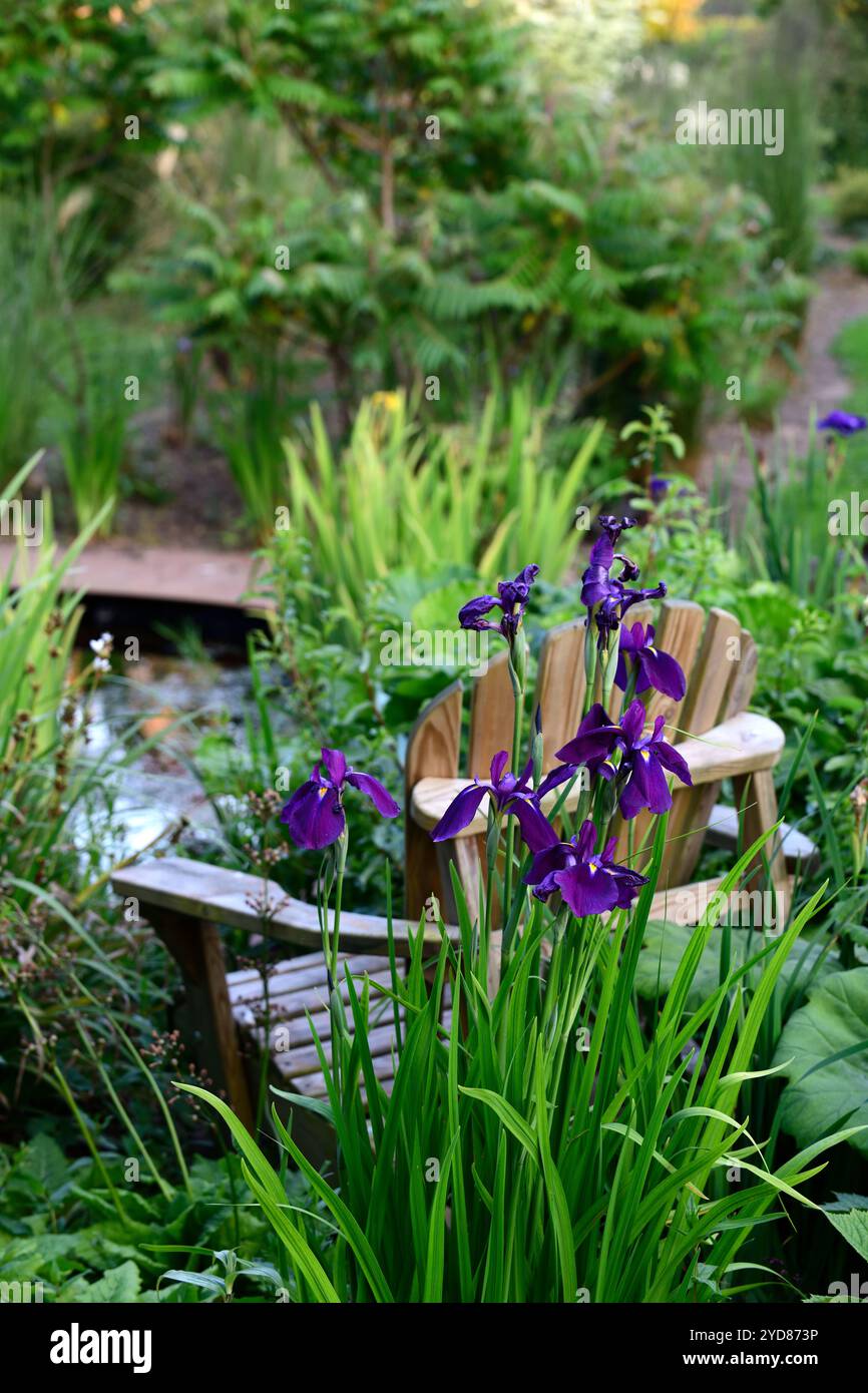 Iris laevigata,water iris,rabbit-ear iris,japanese iris,smoth iris,dark ...