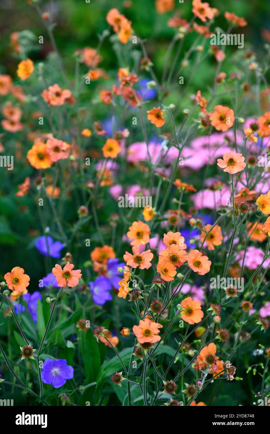 geum coccineum totally tangerine,geranium rozanne,blue and orange ...