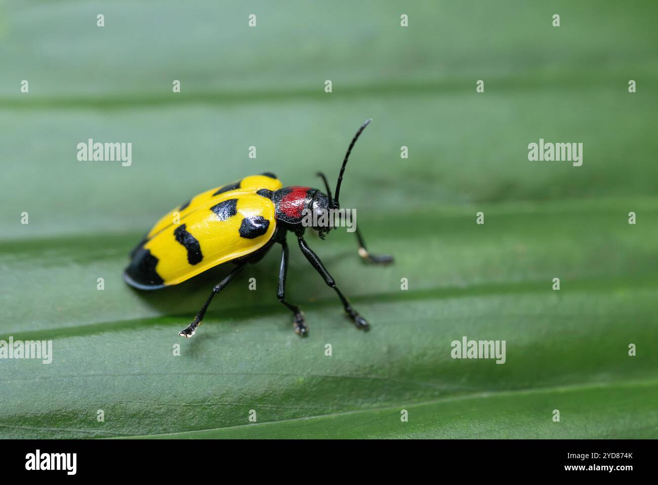 Leaf Beetle (Alurnus ornatus), Lowland rainforest, Costa Rica Stock ...