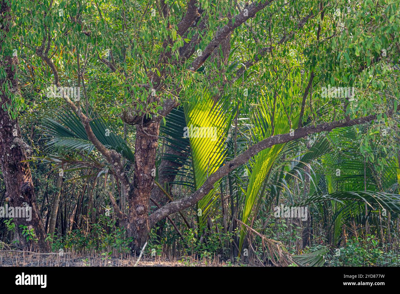 World largest mangrove forest Sundarbans, famous for the Royal Bengal ...