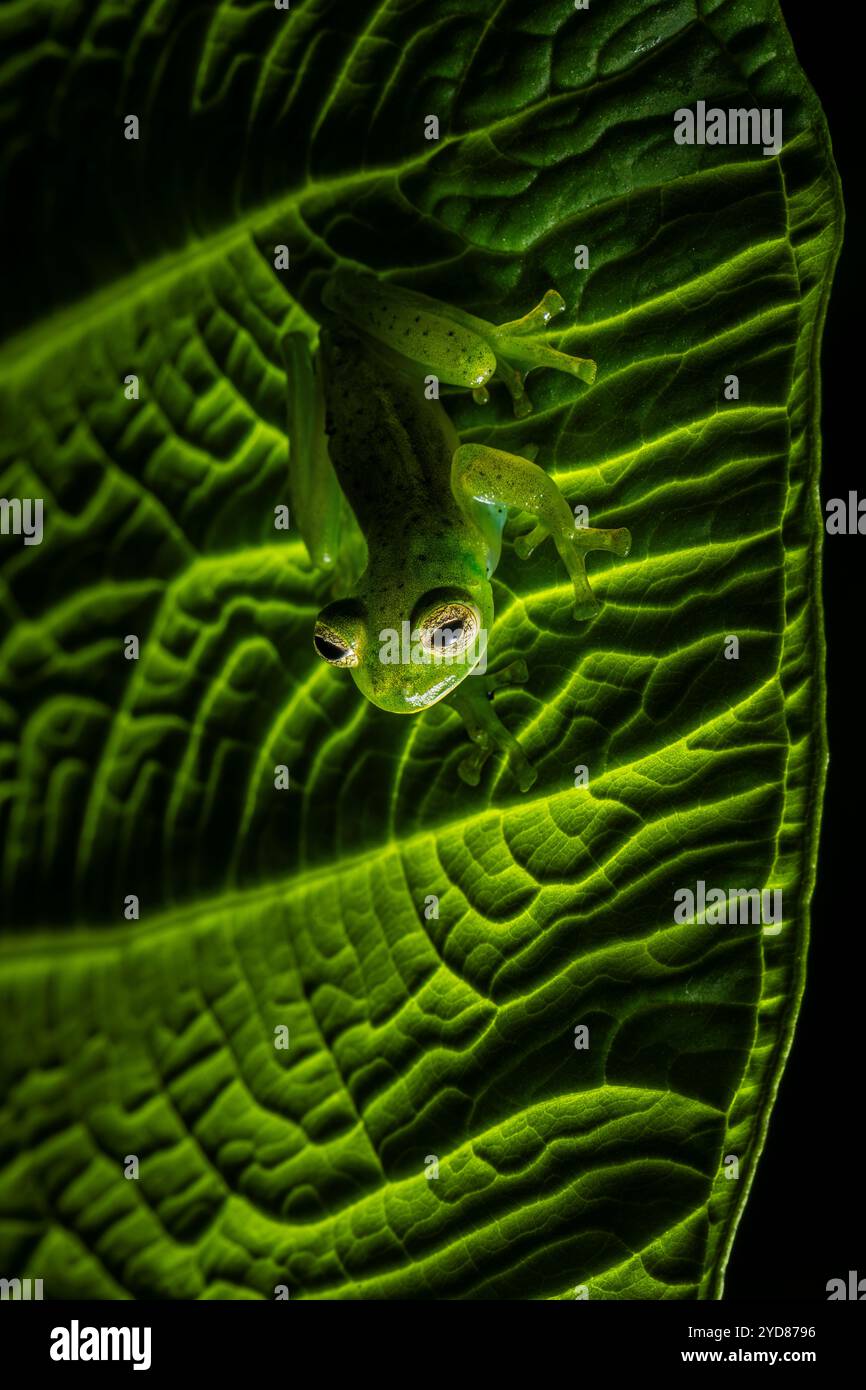 Emerald Glass Frog (Centrolene prosoblepon), male in mid elevation ...