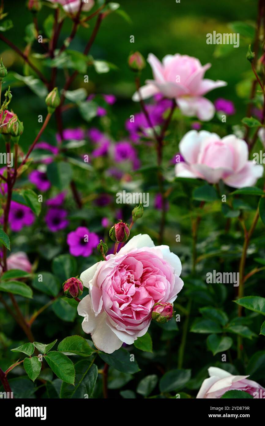 Rosa Silas Marner,Rose Silas Marner,Ausraveloe,English Shrub Rose Bred ...