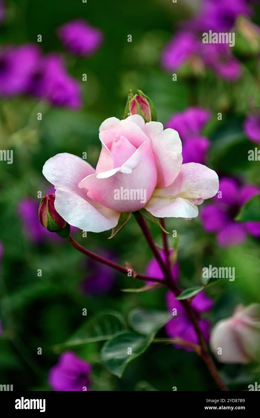 Geranium anne thomson in background hi-res stock photography and images ...