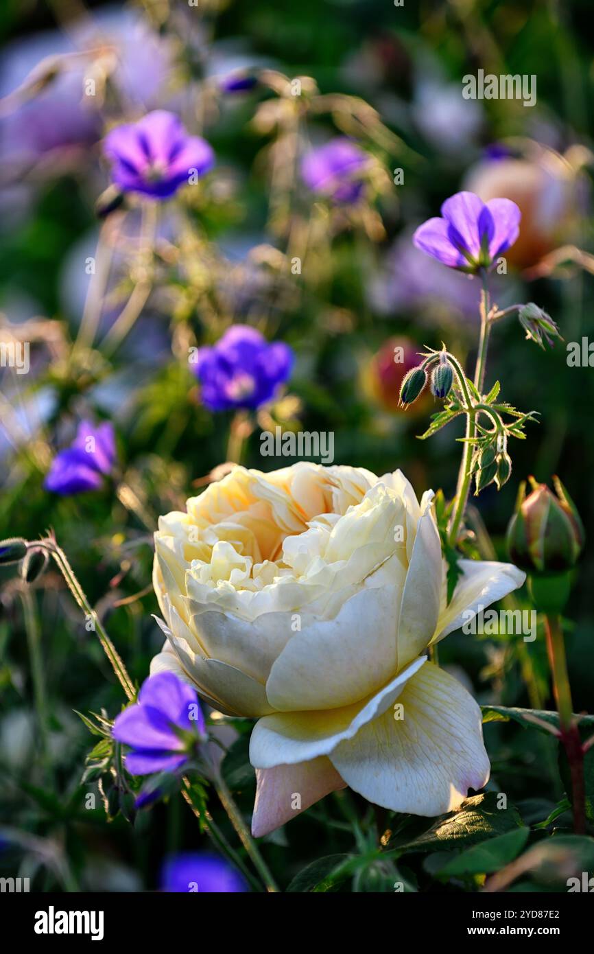 Rosa Windermere,Rose Windermere,Aushomer,English Shrub Rose Bred By ...