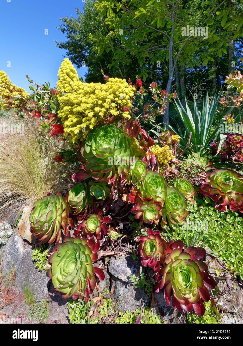 Tree houseleek (Aeonium arboreum) flowering in Tremenheere Sculpture ...