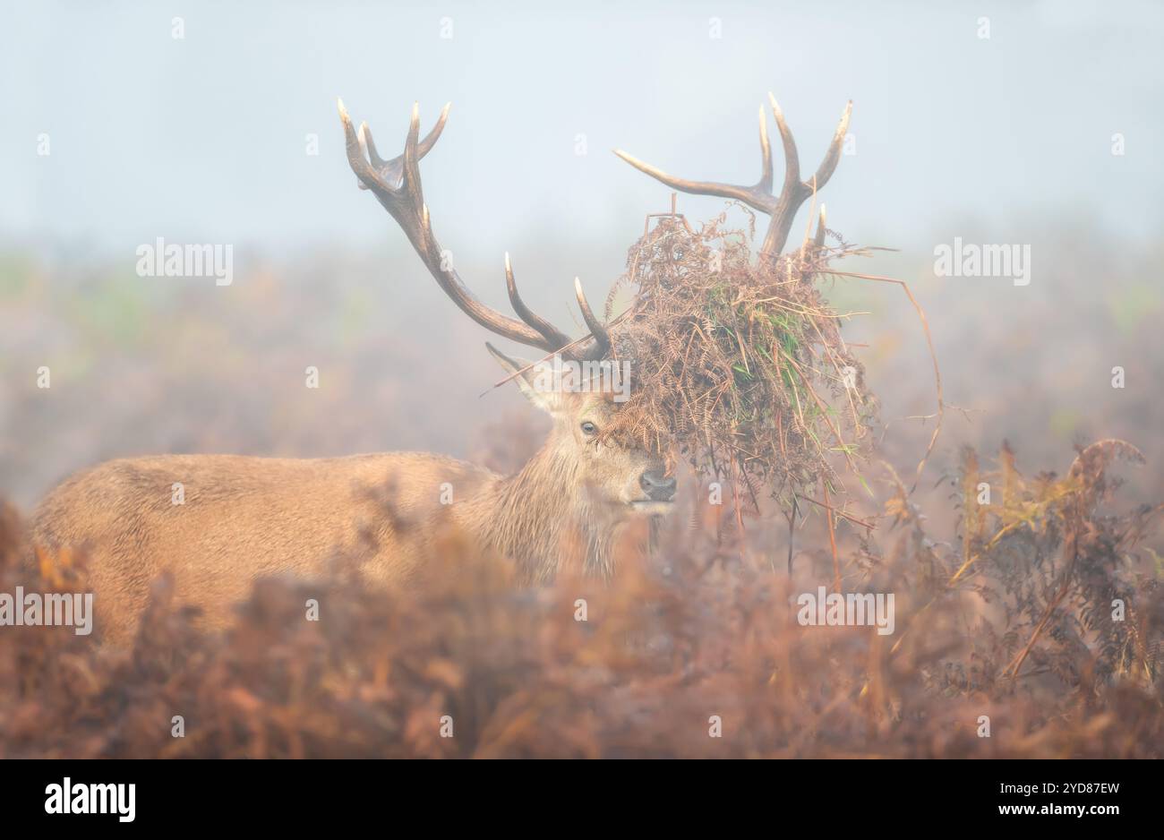Portrait of a red deer stag in the mist with bracken on antlers during ...