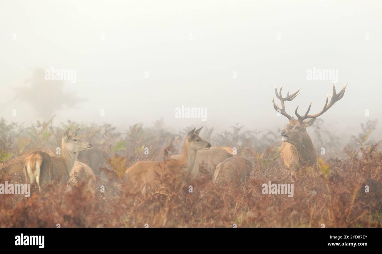 Red deer stag calling in the mist during the rut in autumn, UK Stock ...
