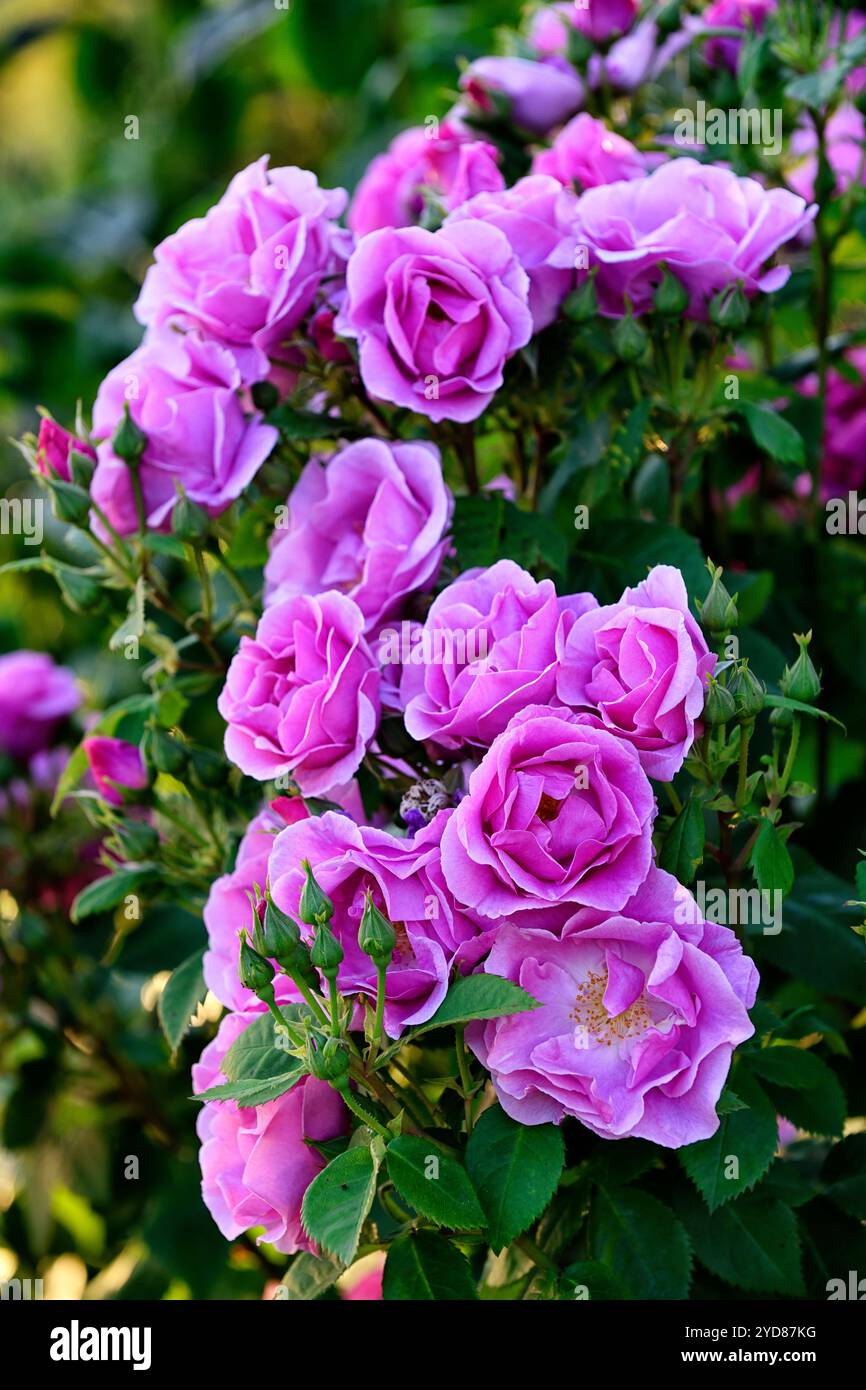 Rosa Princess Alexandra of Kent,Ausmerchant,English Shrub Rose Bred By ...