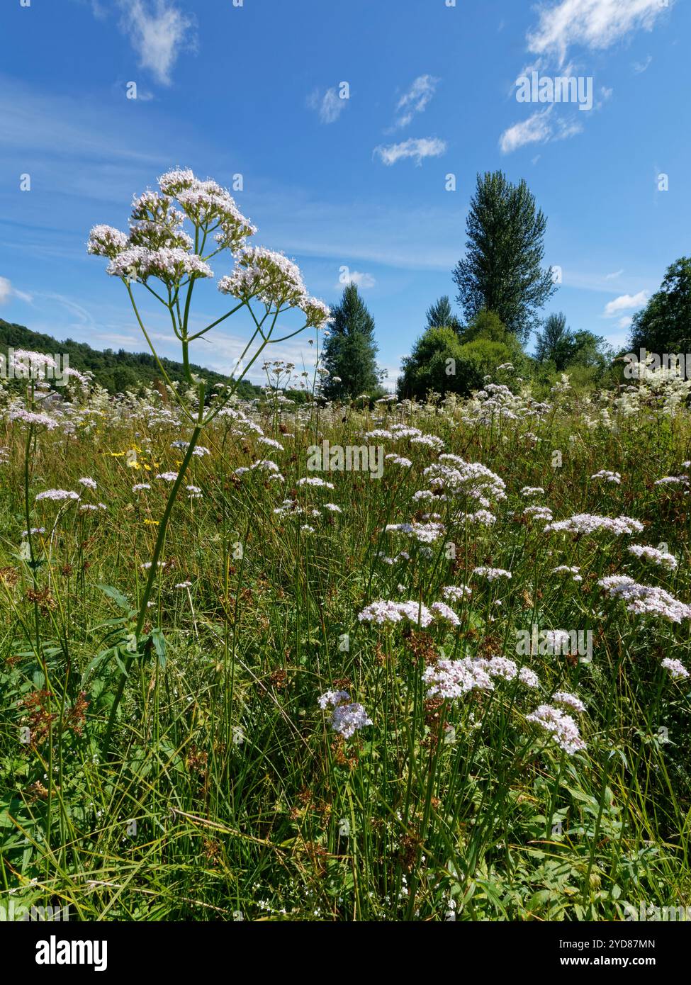 Common valerian (Valeriana officinalis) stand flowering in Callander ...