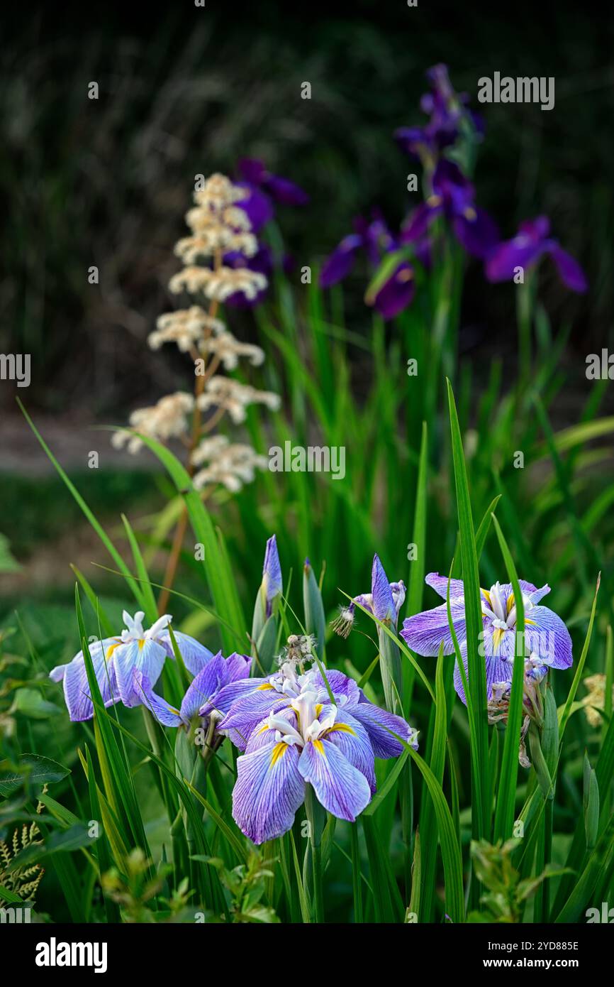 Iris laevigata,water iris,rabbit-ear iris,japanese iris,smoth iris,pale blue flowers,pale blue ...