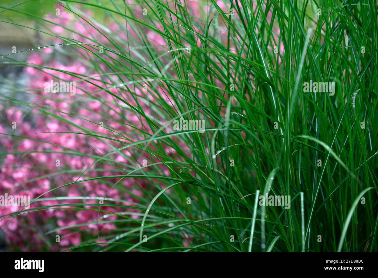 miscanthus kleine silberspinne,grass, grasses,mixed planting scheme ...