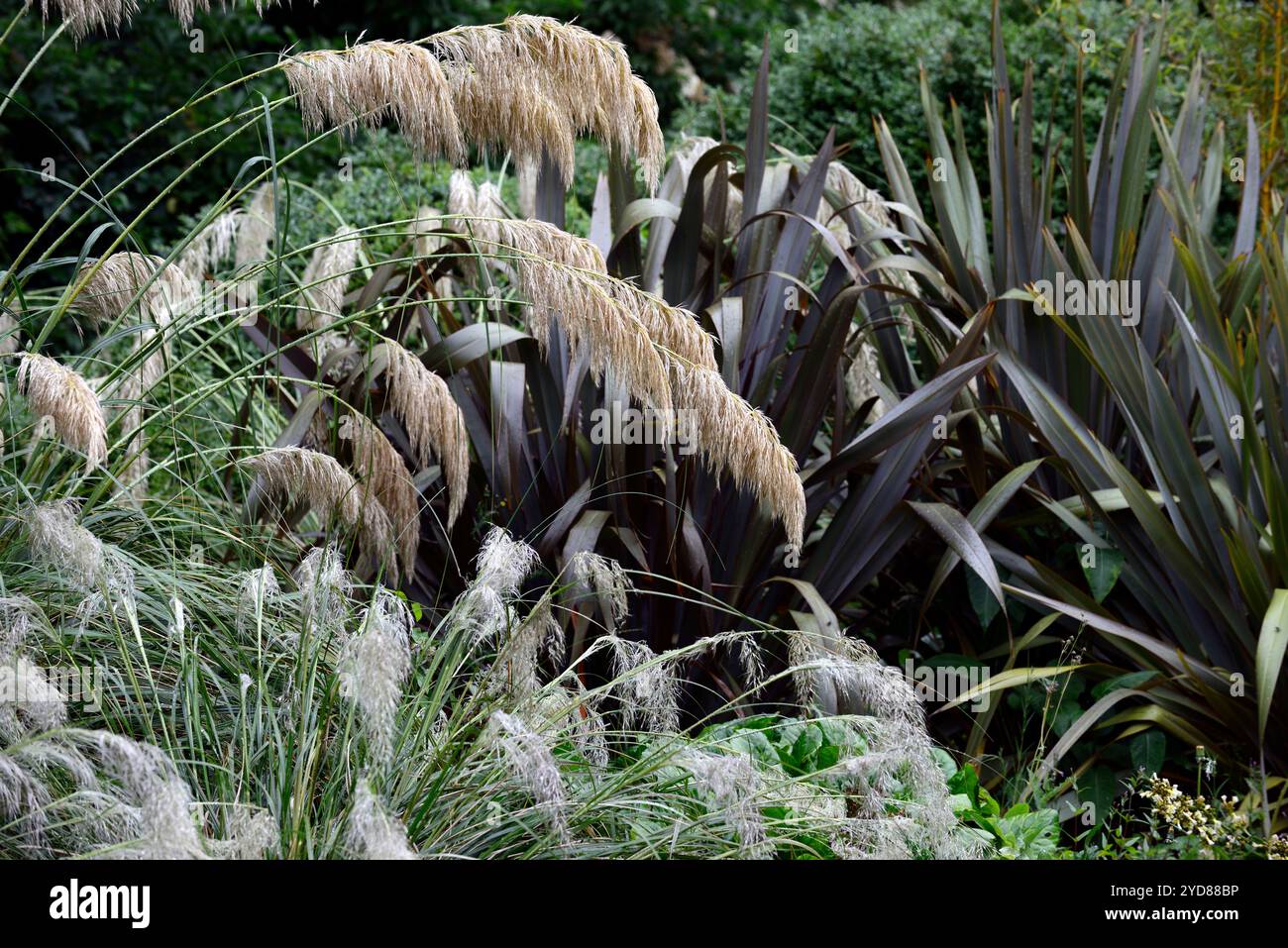 Calamagrostis emodensis,phormium,,ornamental grass,ornamental grasses ...