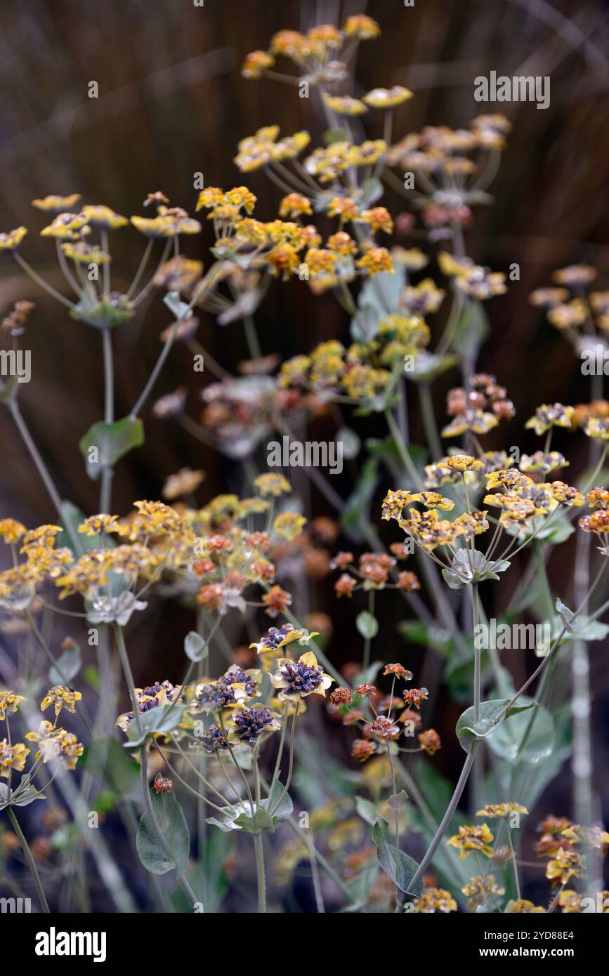 Bupleurum Longifolium Bronze Beauty,umbellifer,perennial,flowerheads ...