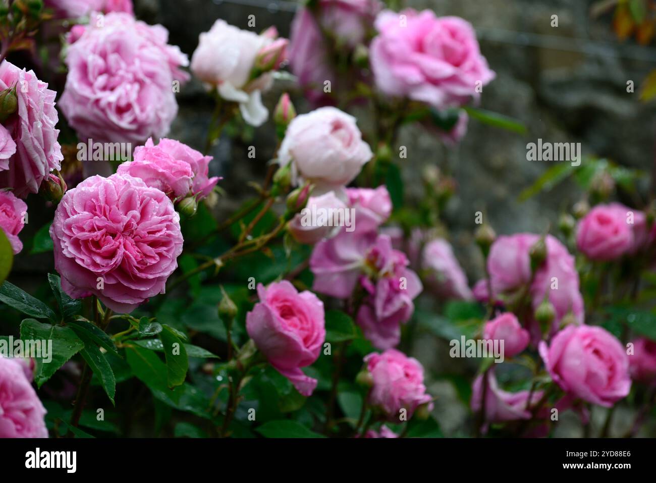 Rosa Gertrude Jekyll,rose Gertrude Jekyll,shrub rose,roses,pink,flower,flowers,flowering,english ...