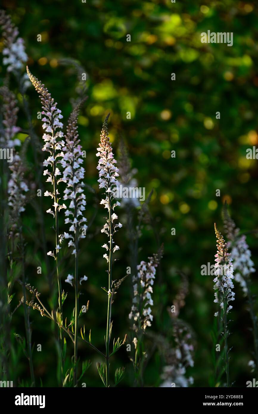 Linaria,Toadflax,creamy white flowers,flowering stems,spires,snapdragon ...