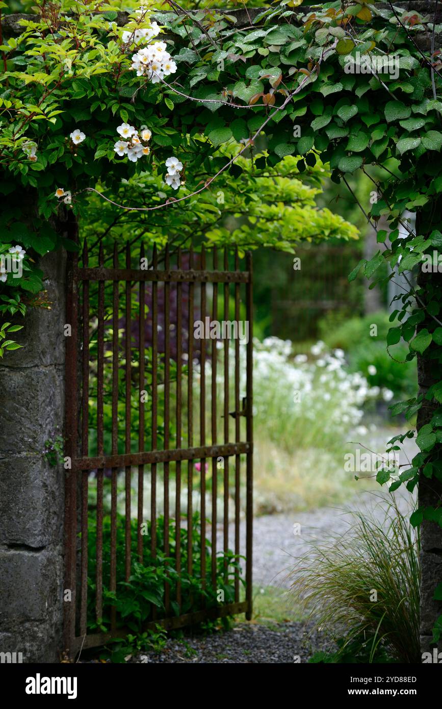 Rose covering gated entrance hi-res stock photography and images - Alamy