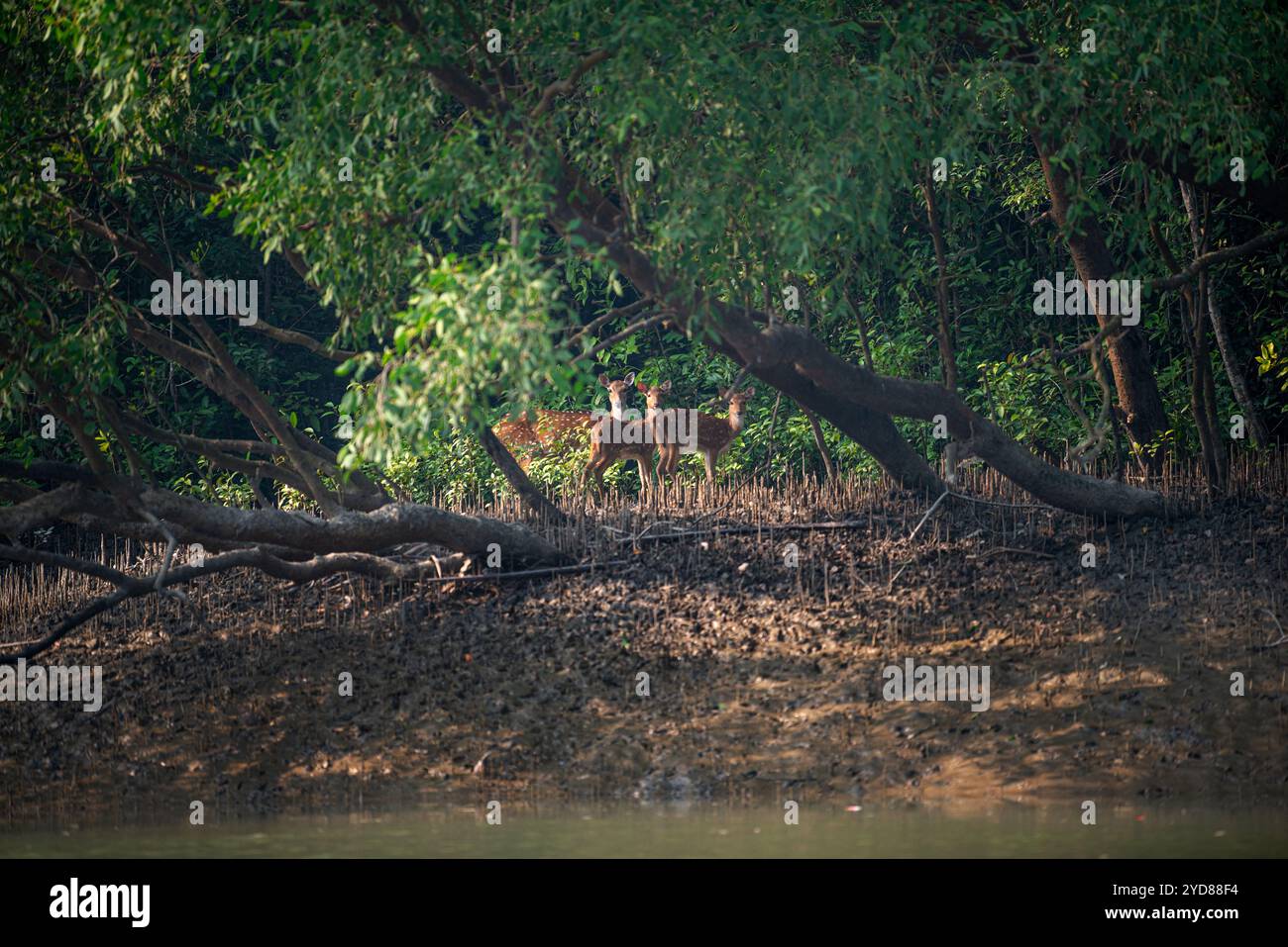 World largest mangrove forest Sundarbans, famous for the Royal Bengal ...