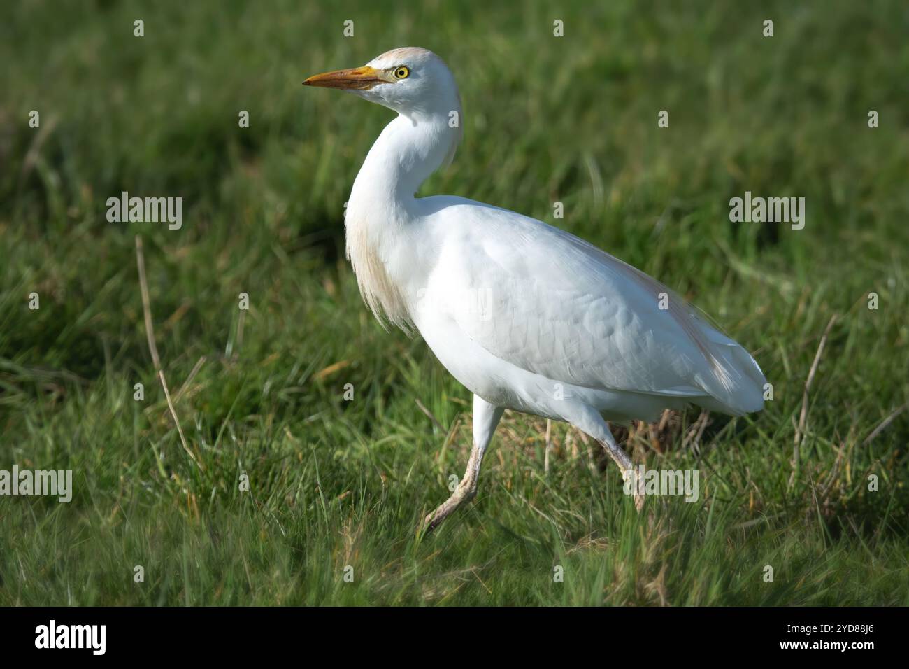 Egret on field wildlife hi-res stock photography and images - Alamy
