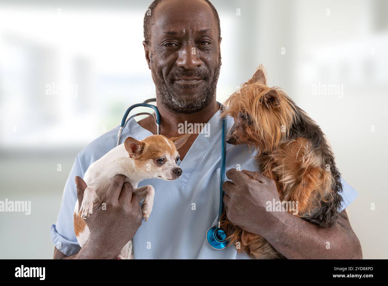 Veterinary management hi-res stock photography and images - Alamy