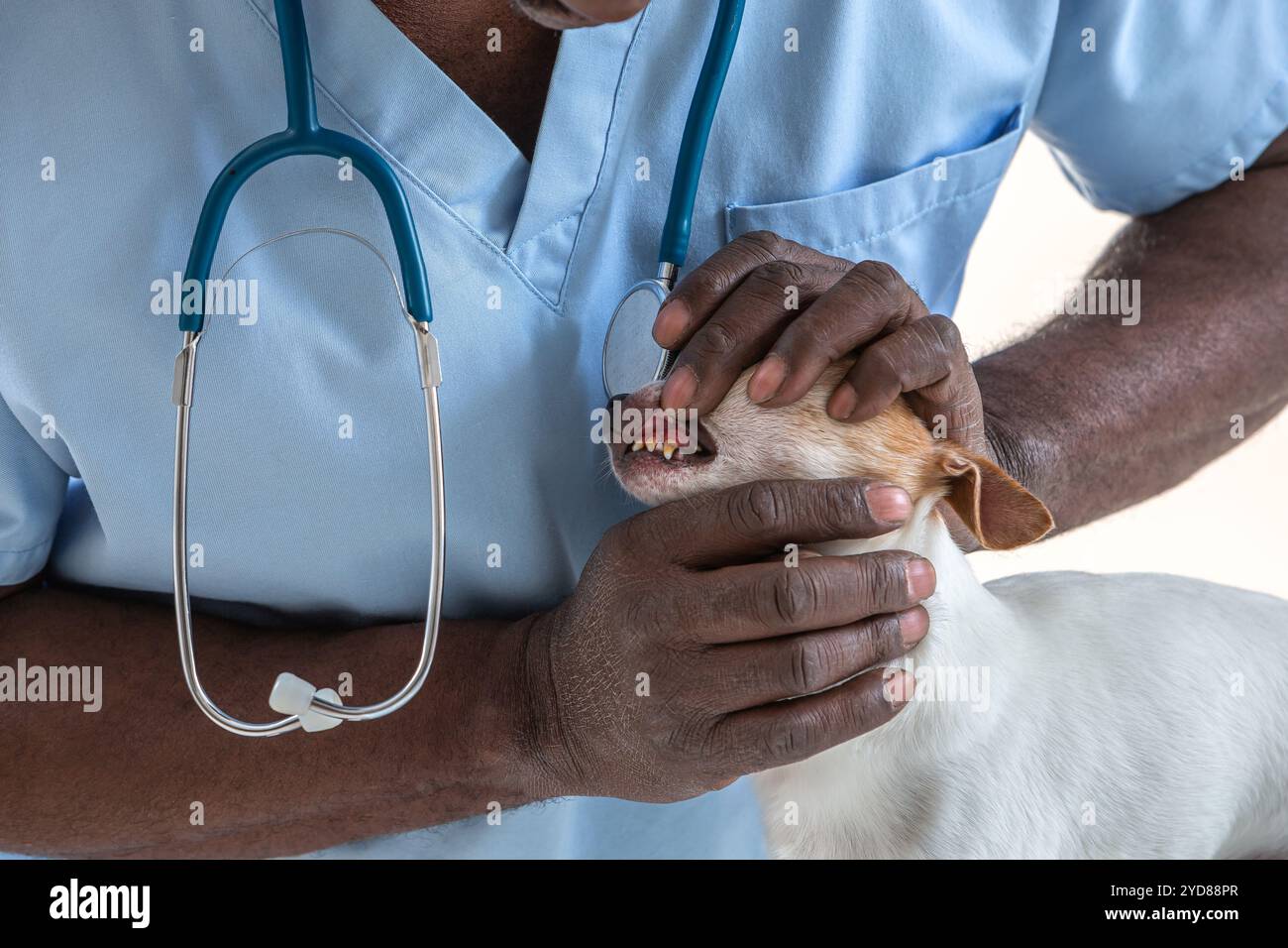 Dog examination hi-res stock photography and images - Alamy