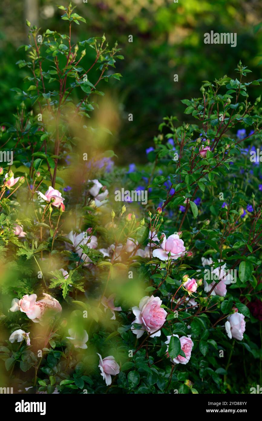 English shrub rose bred by david austin hi-res stock photography and ...